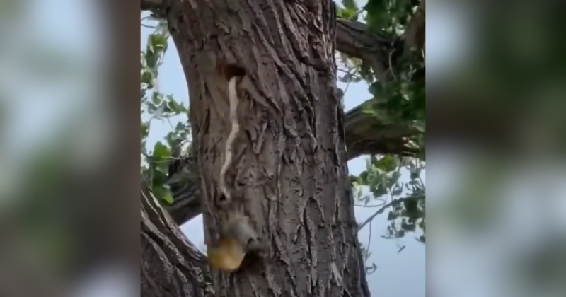 VÍDEO: Víbora ardilosa ataca pica-pau em ninho e trava combate mortal