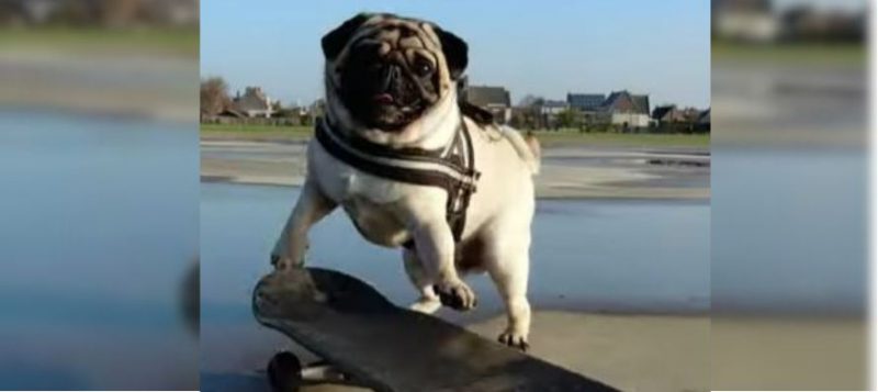 'Só os loucos sabem': pug surpreende andando de skate e vídeo viraliza ...