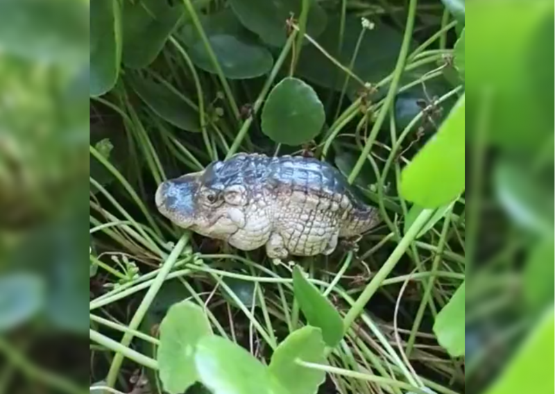 Mini jacaré é flagrado e conquista internautas por seu tamanho: ‘jaré’