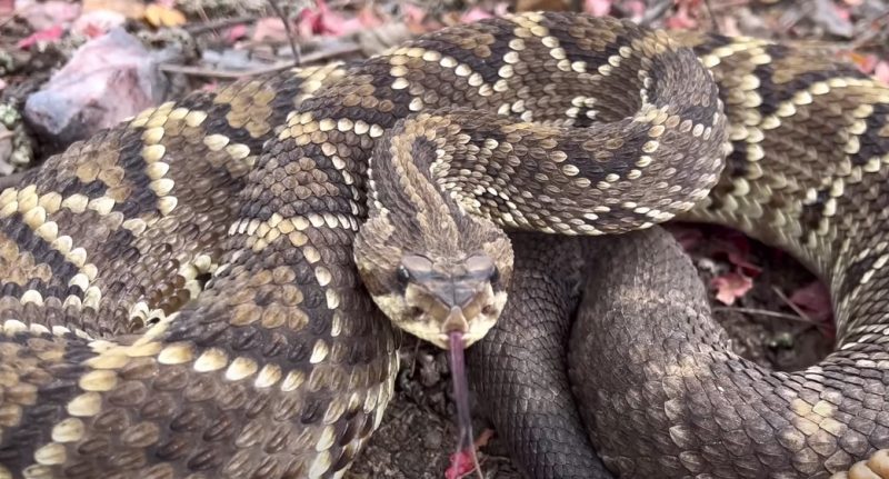 VÍDEO: Qual a distância máxima do bote de uma cascavel? Sertanejo responde