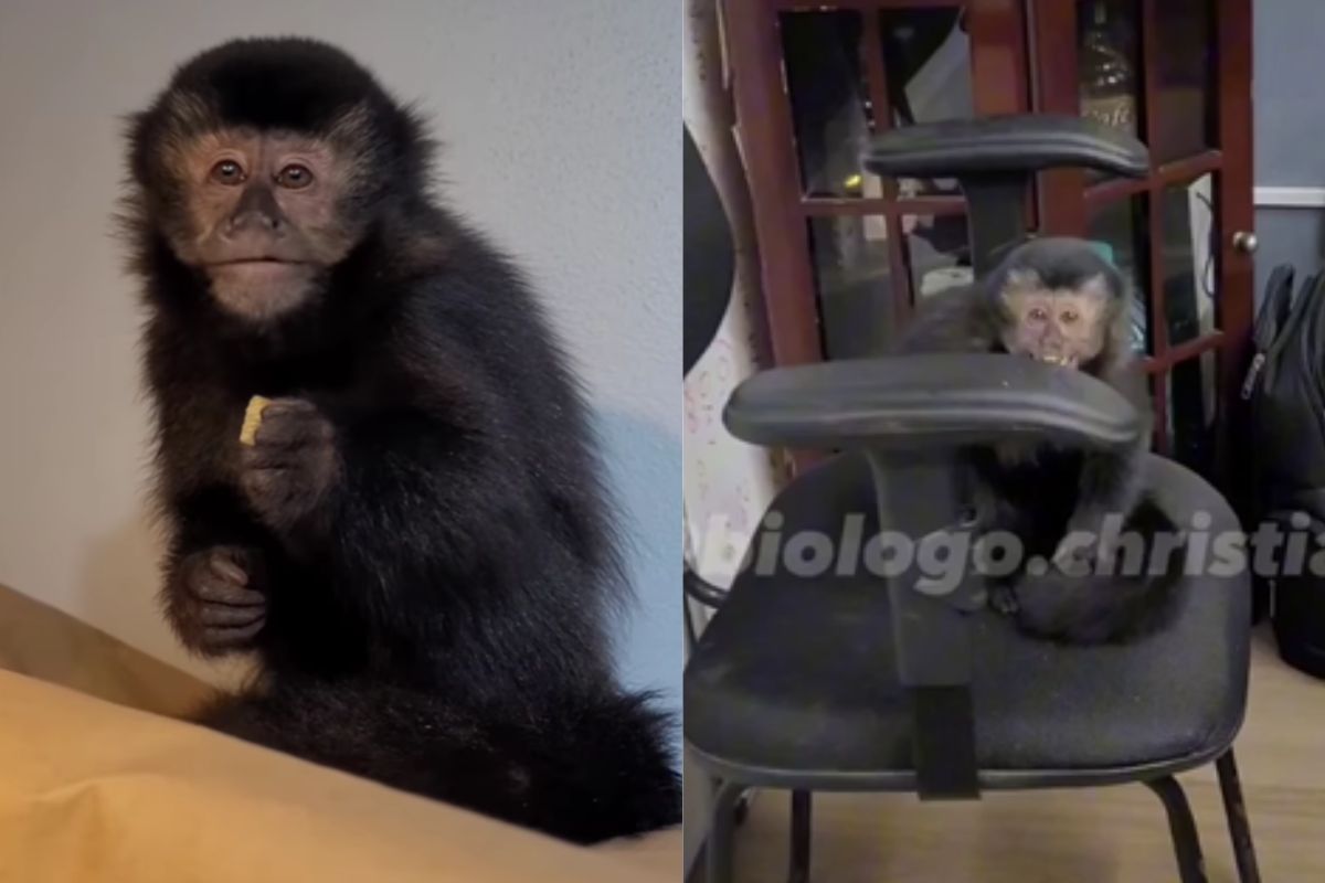 Macaco faz 'baderna' em escritório de SC e vídeo viraliza: 'bicho faceiro'