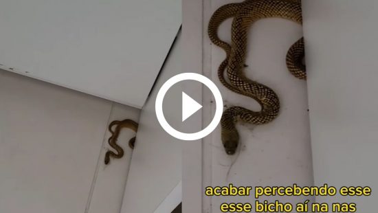 Feminicídio: mulher é morta a facadas em Jaraguá do Sul e marido é o principal suspeito