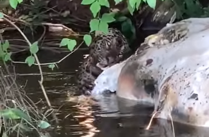 Onça 'acerta na Mega-Sena' e devora boi que 'surgiu do nada' em rio