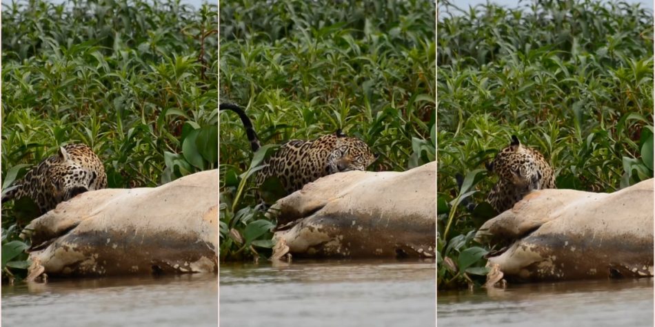 'Digno de documentário': onça-pintada faz refeição 'dos sonhos' com boi ...