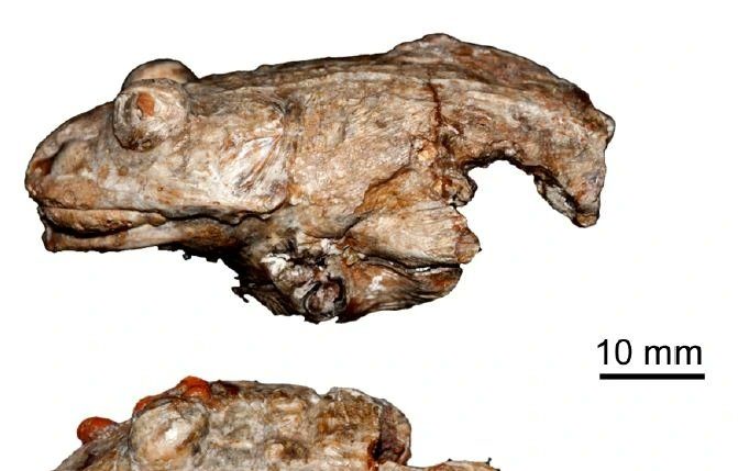 Sapo múmia: fóssil revela mistério chocante sobre anfíbio