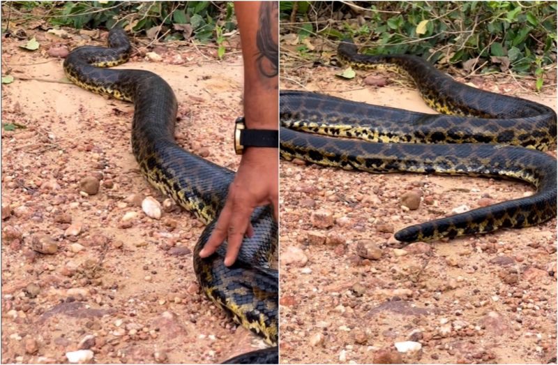 Sucuri-amarela majestosa aceita agrado de turista: 'saída de um filme'