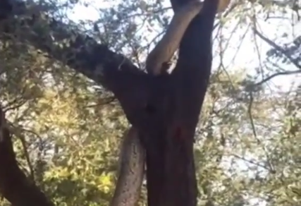 'Tá chovendo sucuri': anaconda 'musculosa' escala árvore e mostra que é ...