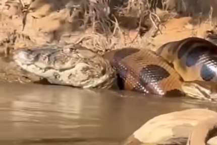 'Ela consegue engolir?': sucuri gigantesca aniquila jacaré em 'abraço ...