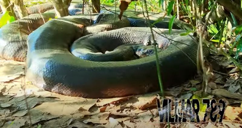 Influencer publica parte 2 de flagrante de sucuri escondida no MT ...