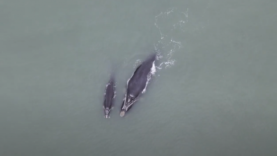 Rodeio na floresta: foto rara mostra macaco montando cervo por diversão