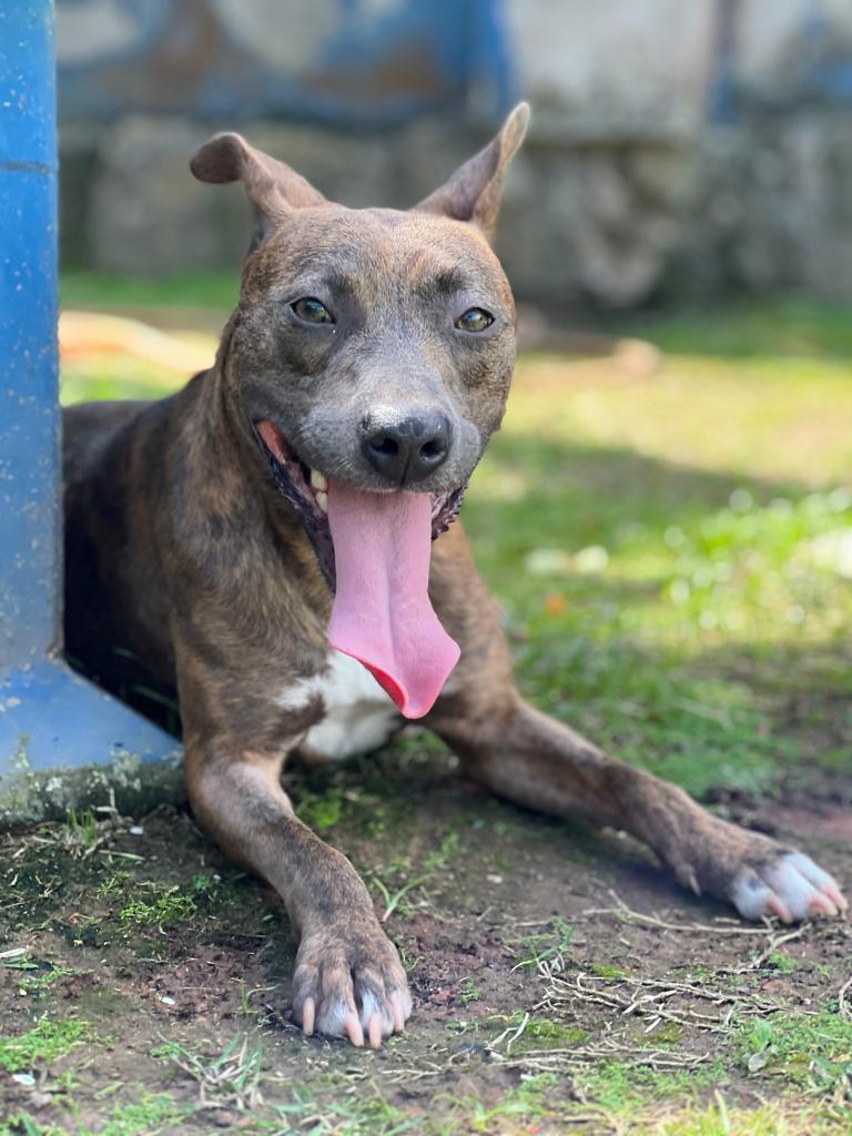 ‘Pera, uva, maçã, salada mista’: Dibea lança campanha em busca de um ...