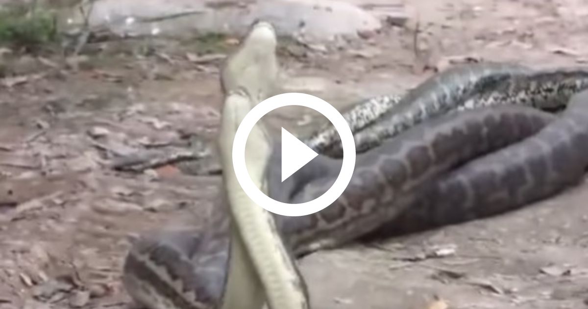 'Dança do acasalamento?' cobras entrelaçadas criam enigma com sincronia