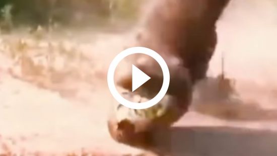 Rodeio na floresta: foto rara mostra macaco montando cervo por diversão