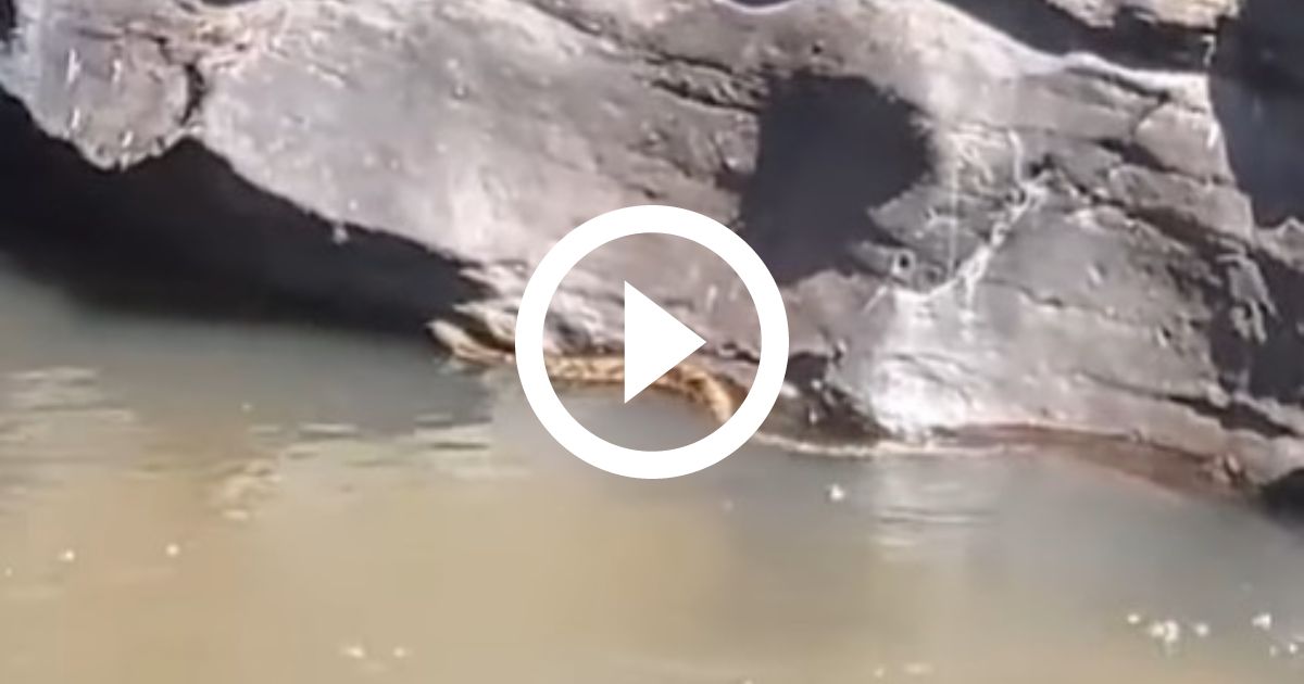 'A grandona sumiu': bolo de cobras em rio coloca sapo e turistas para ...