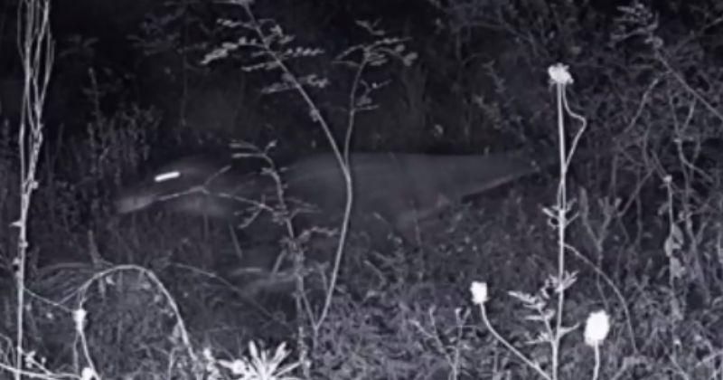 Avistamentos De Dinossauros Imágenes De Avistamiento Dinosaurios