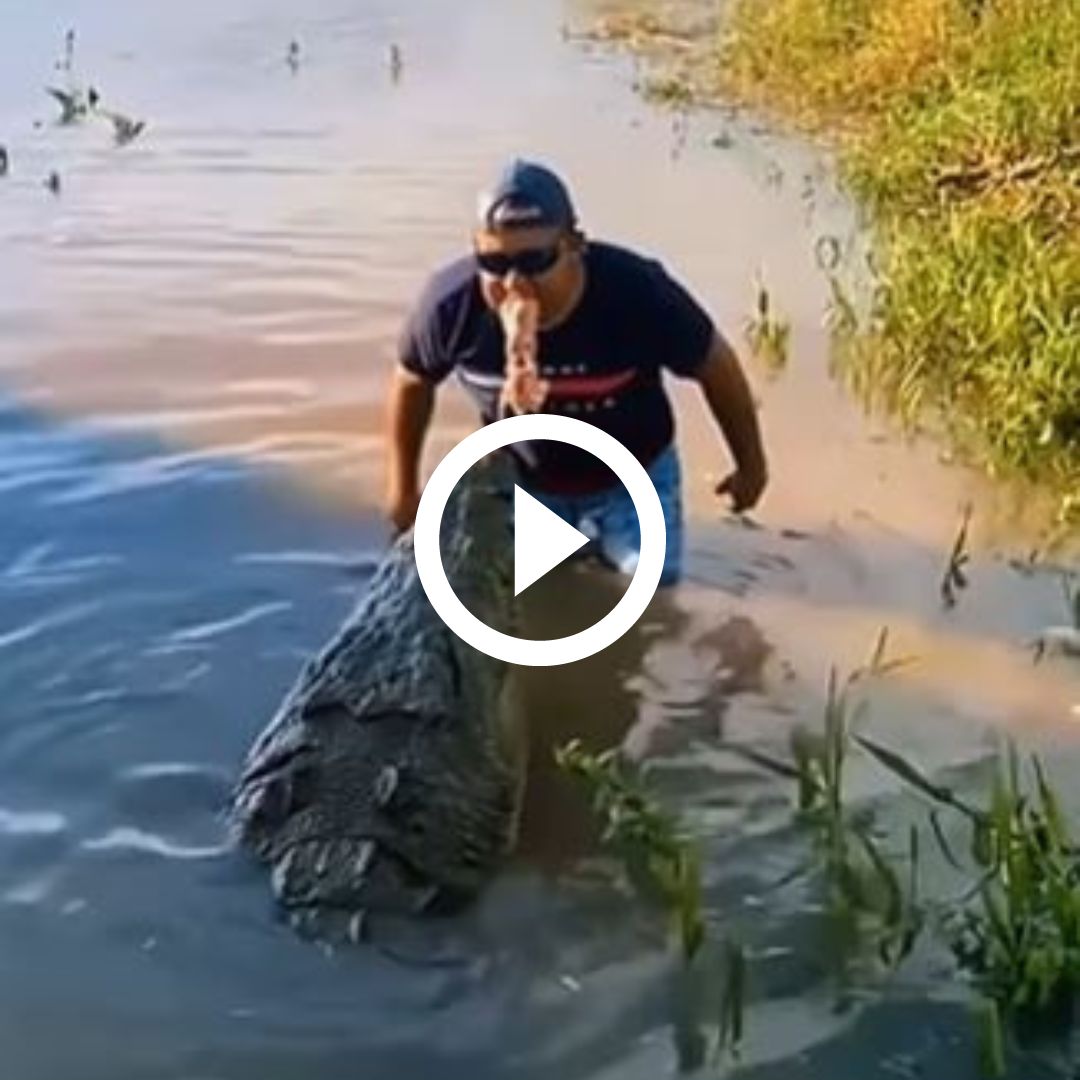 Homem Vira Comida De Jacaré - FDPLEARN