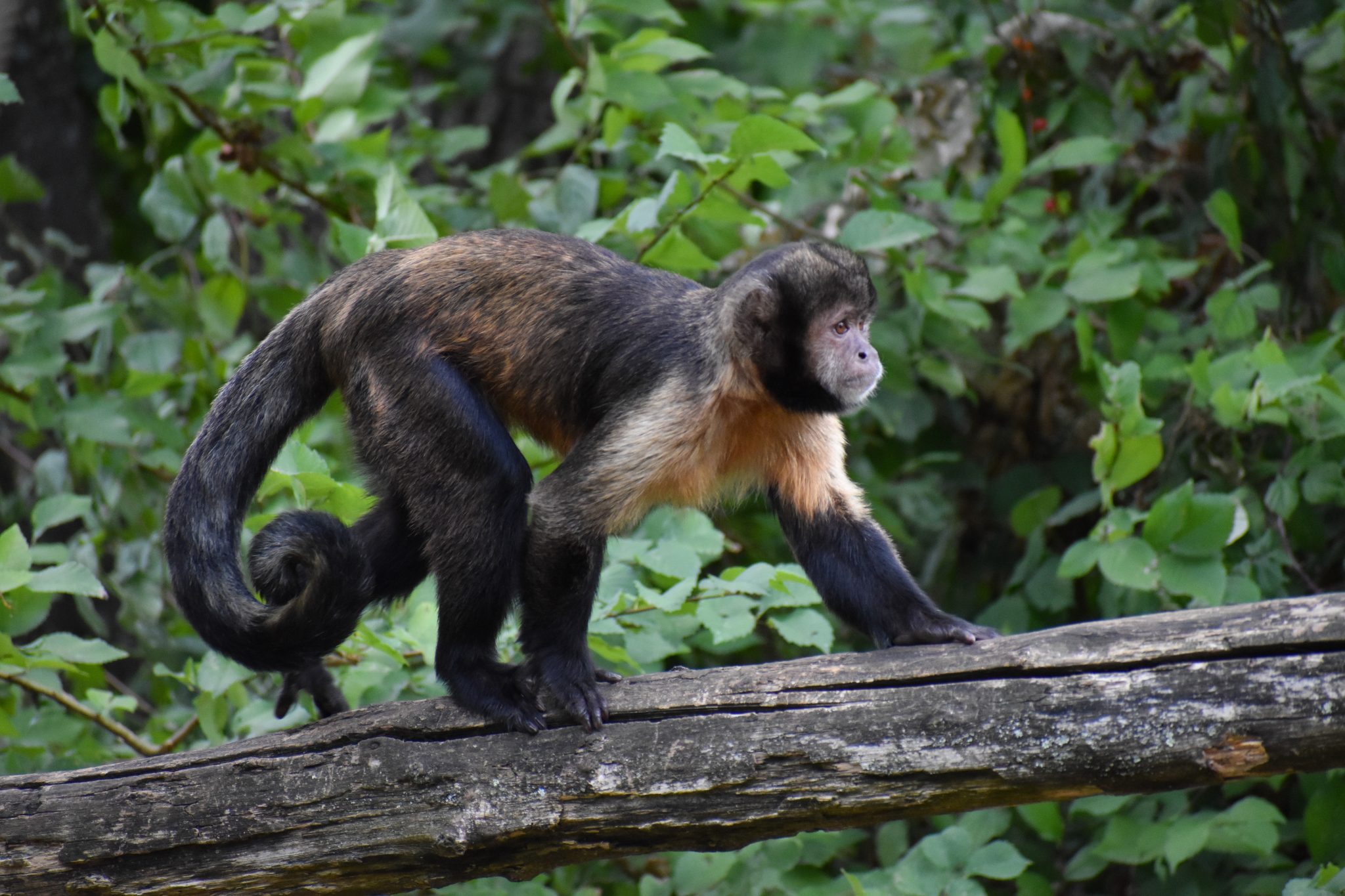 Macaco 'sequestra' filhote de gato e monta em cachorro: 'bora Márcio'