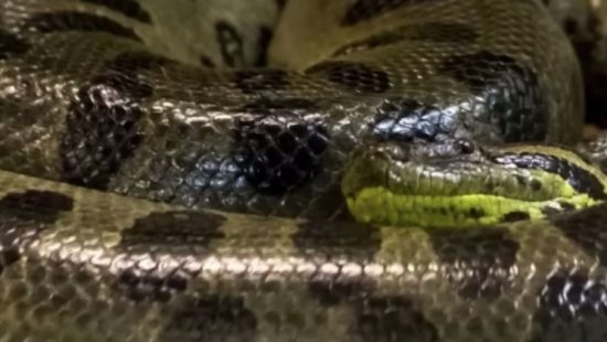 Sucuri dá trabalho e moradora enxerida quase coloca tudo a perder ...