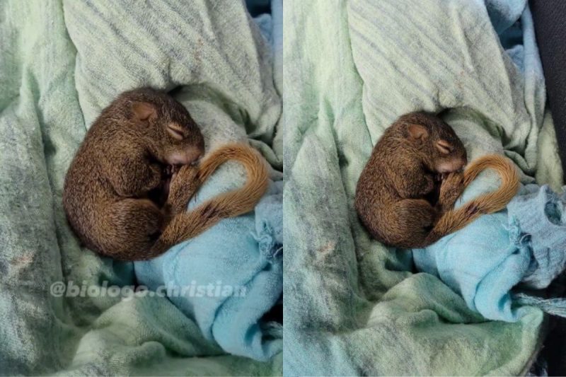 Filhote de esquilo 'fofo' é resgatado após ataque de gato em SC; vídeo emociona as redes