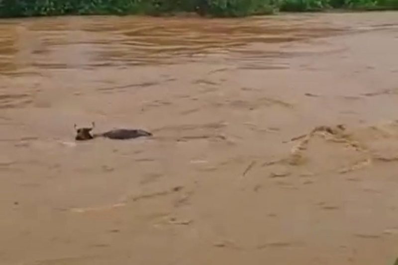 VÍDEO: Cena impressionante mostra boi sendo arrastado por correnteza em ...
