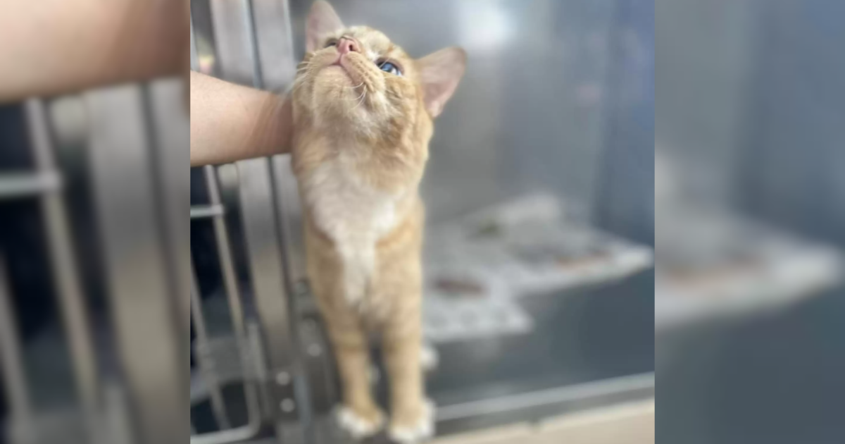 Cara De Gato Mal Humorado Png Gato Triste Png Imagens – Download