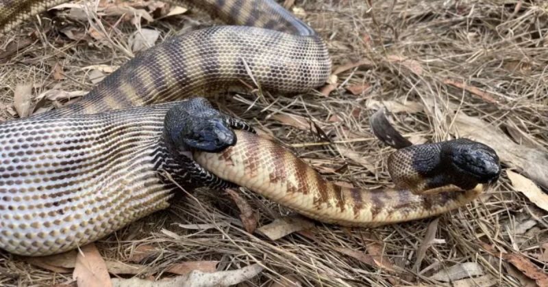 Imagens mostram canibalismo entre cobras da mesma espécie na Austrália