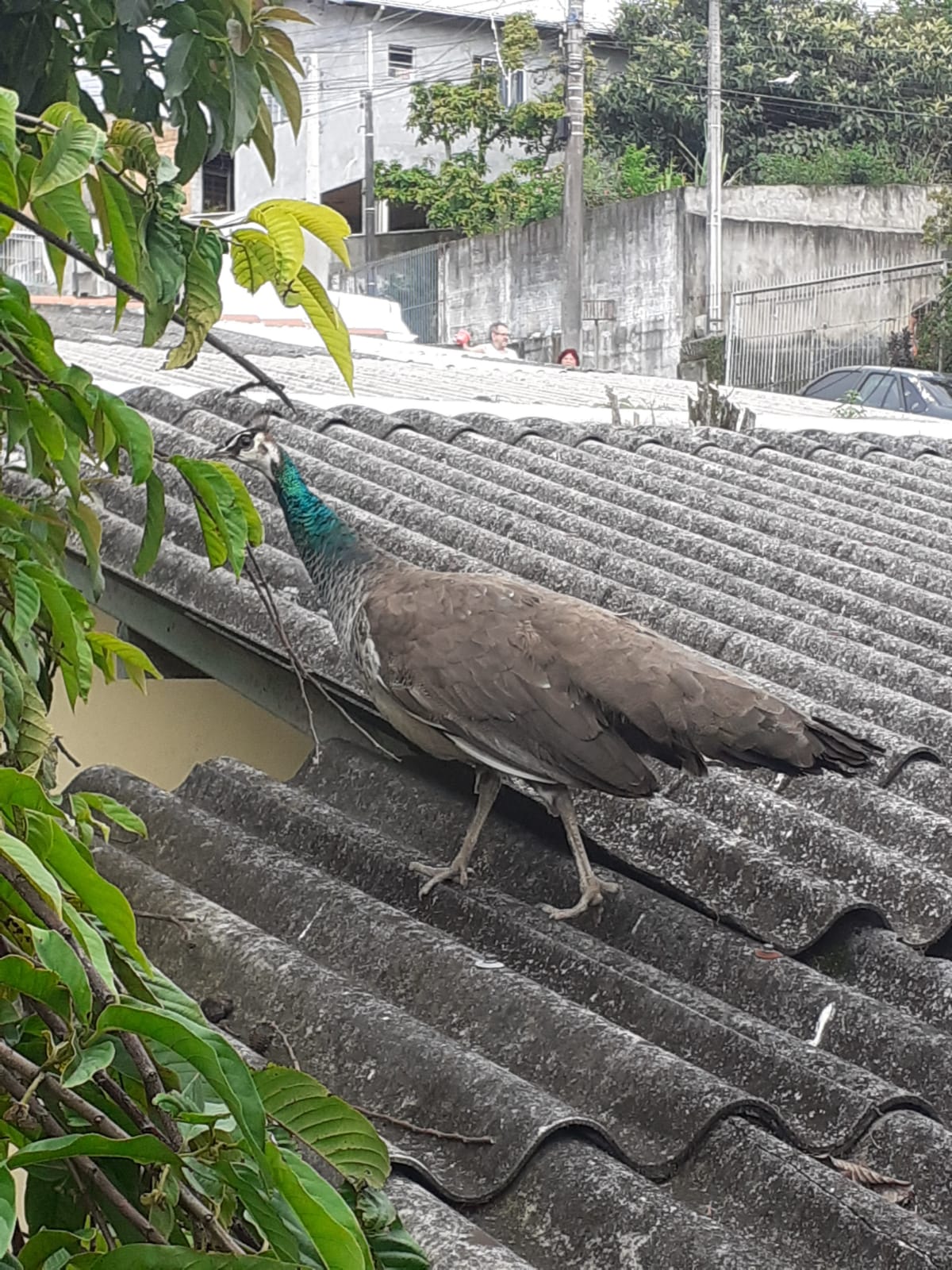 Pavoa ‘escandalosa’ foge de chácara e movimenta moradores de São José ...
