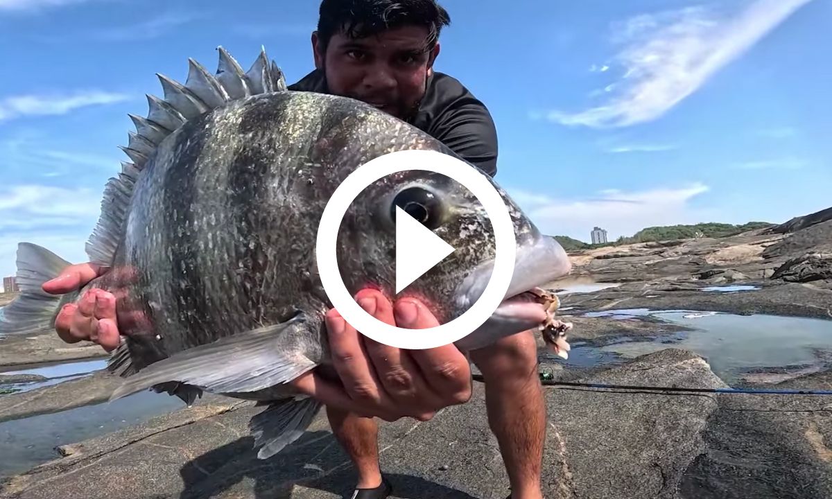 'Buraca dos gigantes': pescador delira com peixes que devoram isca sem ...