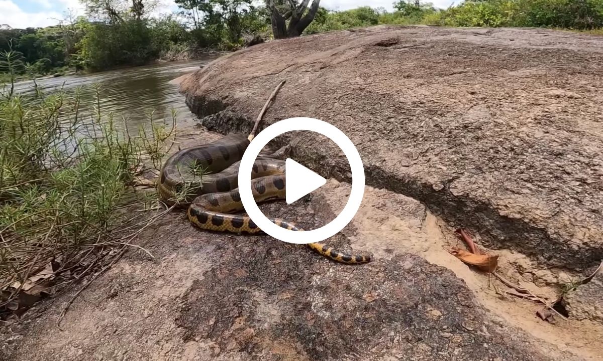 'Coração veio até o nariz': sucuri estava logo atrás de pescador em ...