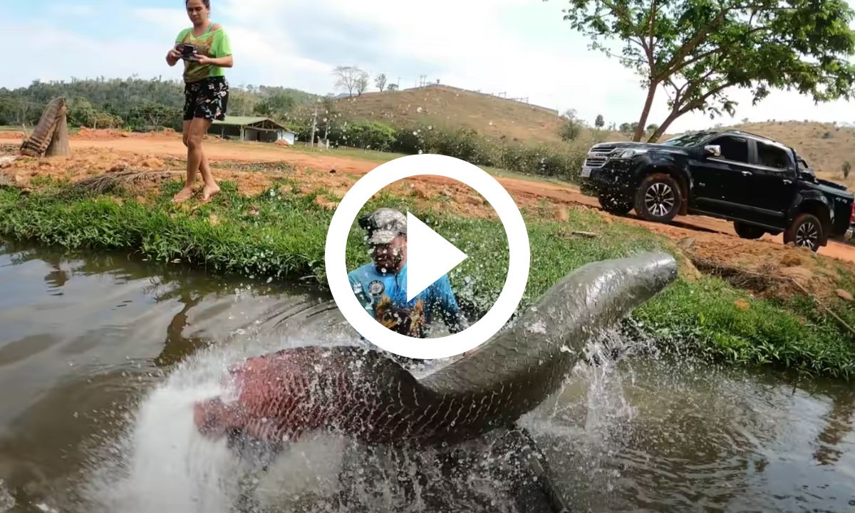 Pirarucu gigante decola e susto suja cueca de pescadores de peneirão