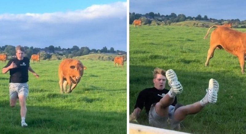 Jovem faz carinho em vaca brava, sai correndo, cai de bumbum no chão e ...