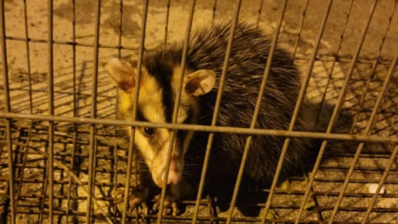 Mamãe gambá é atacada por cachorro e deixa 8 filhotes órfãos em Itajaí