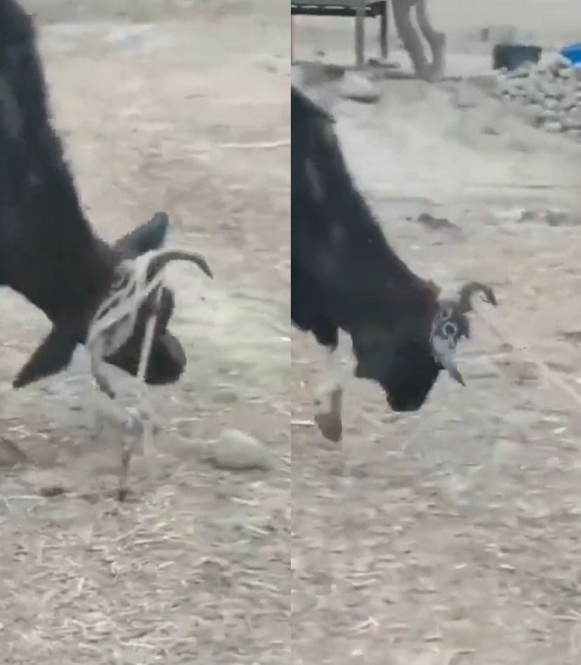 VÍDEO: Vaca presa mostra ‘tática’ para se soltar de amarras