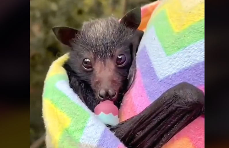 VÍDEO: Morcego ferido é resgatado e cuidado como um bebê, 'adora tomar ...
