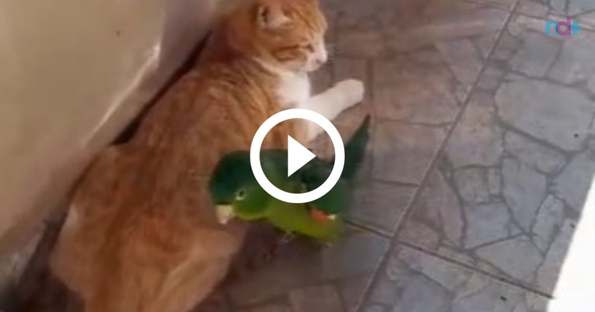 VÍDEO: Maritaca ciumenta encanta internautas ao proteger seu melhor ...