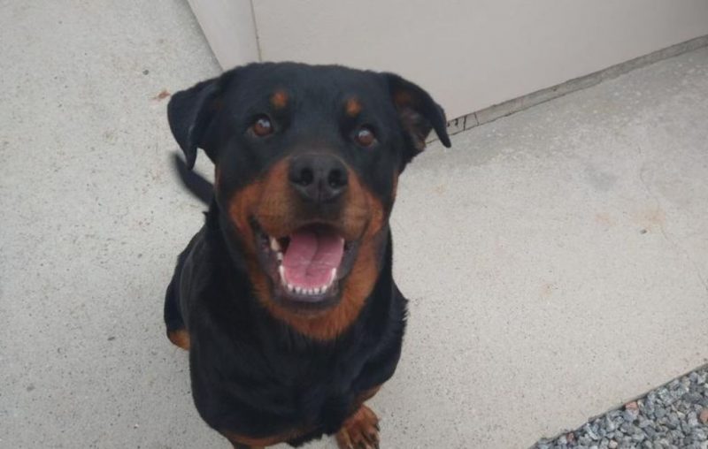 Homem atira em Rottweiler que latia demais em Águas Mornas