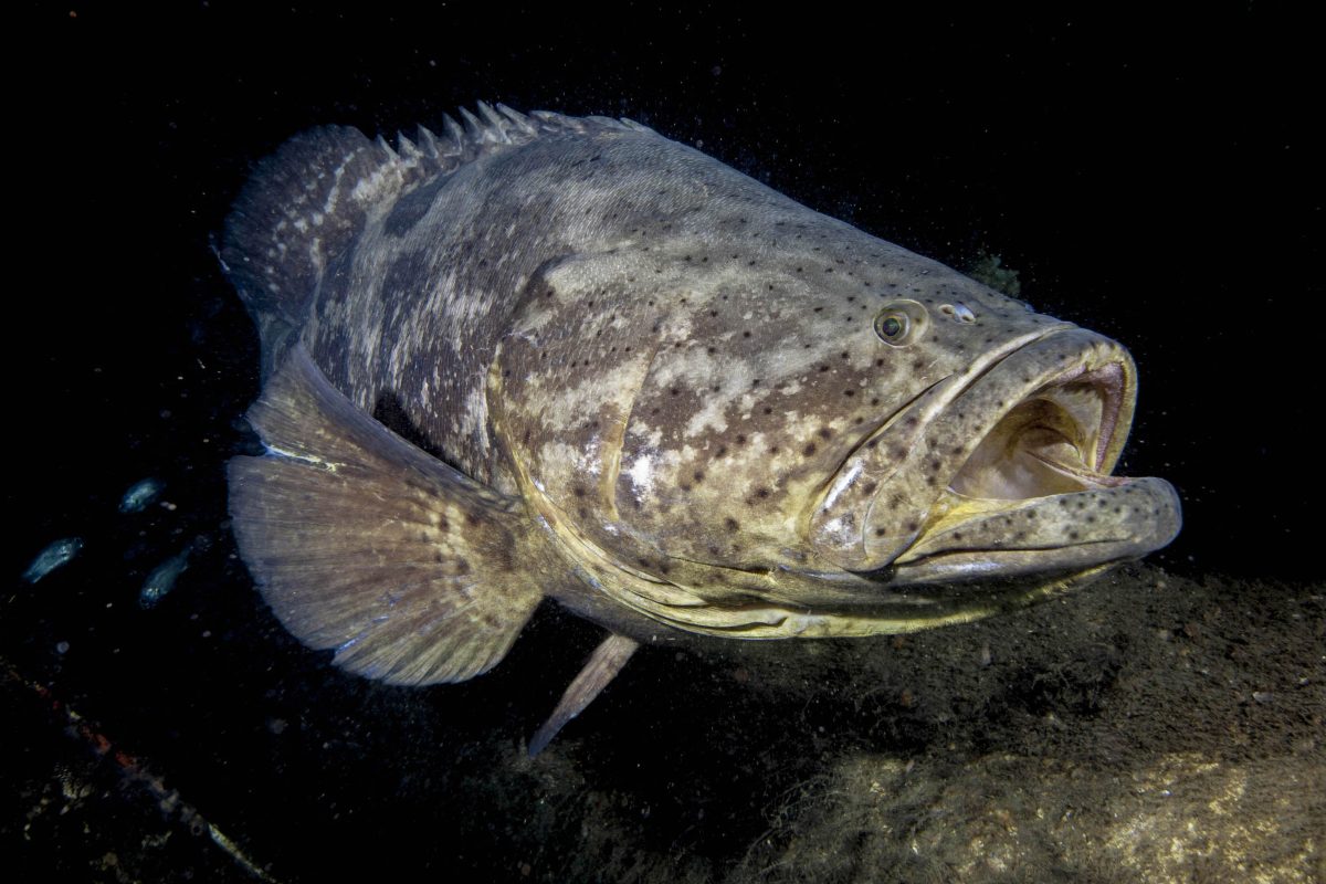 Espécie de garoupa corre risco grave de extinção