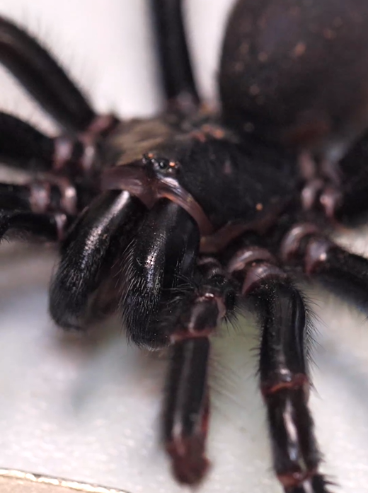 Aranha ‘gigante e letal’ impressiona por seu tamanho e veneno poderoso