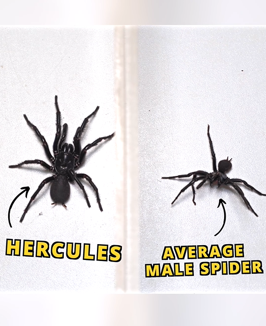 Aranha ‘gigante e letal’ impressiona por seu tamanho e veneno poderoso