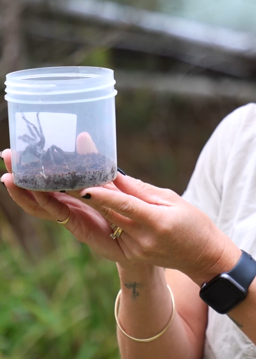 Aranha ‘gigante e letal’ impressiona por seu tamanho e veneno poderoso