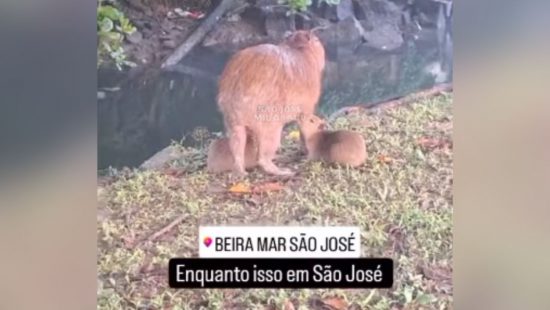 Cervo, anta e família de capivaras: câmeras flagram animais passeando em SC