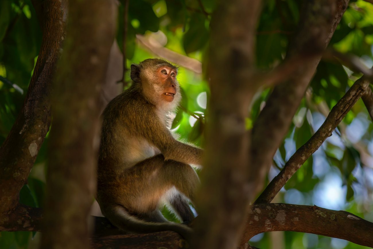 Macacos evoluem com o uso de pedras para se alimentar