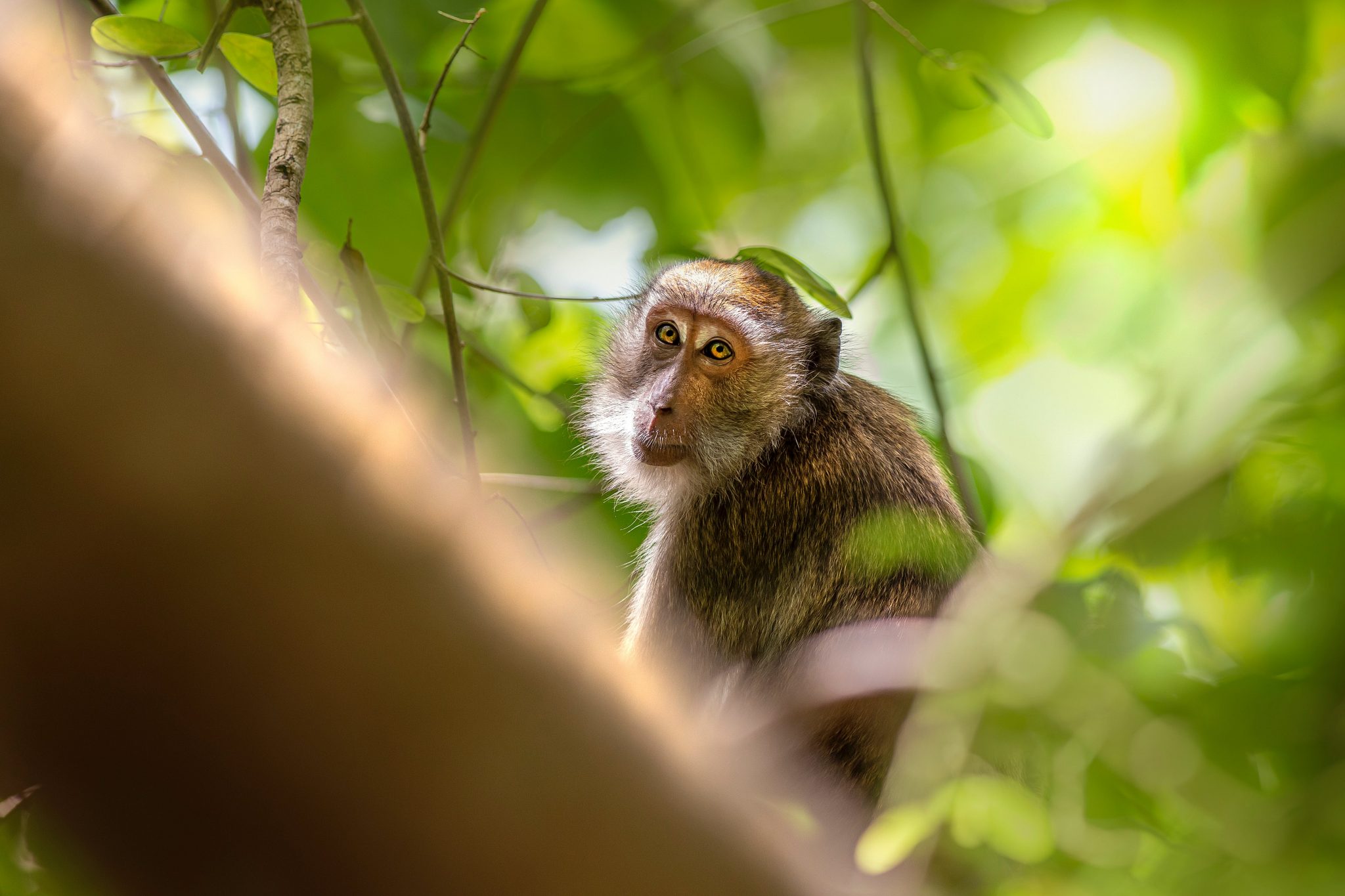Macacos evoluem com o uso de pedras para se alimentar