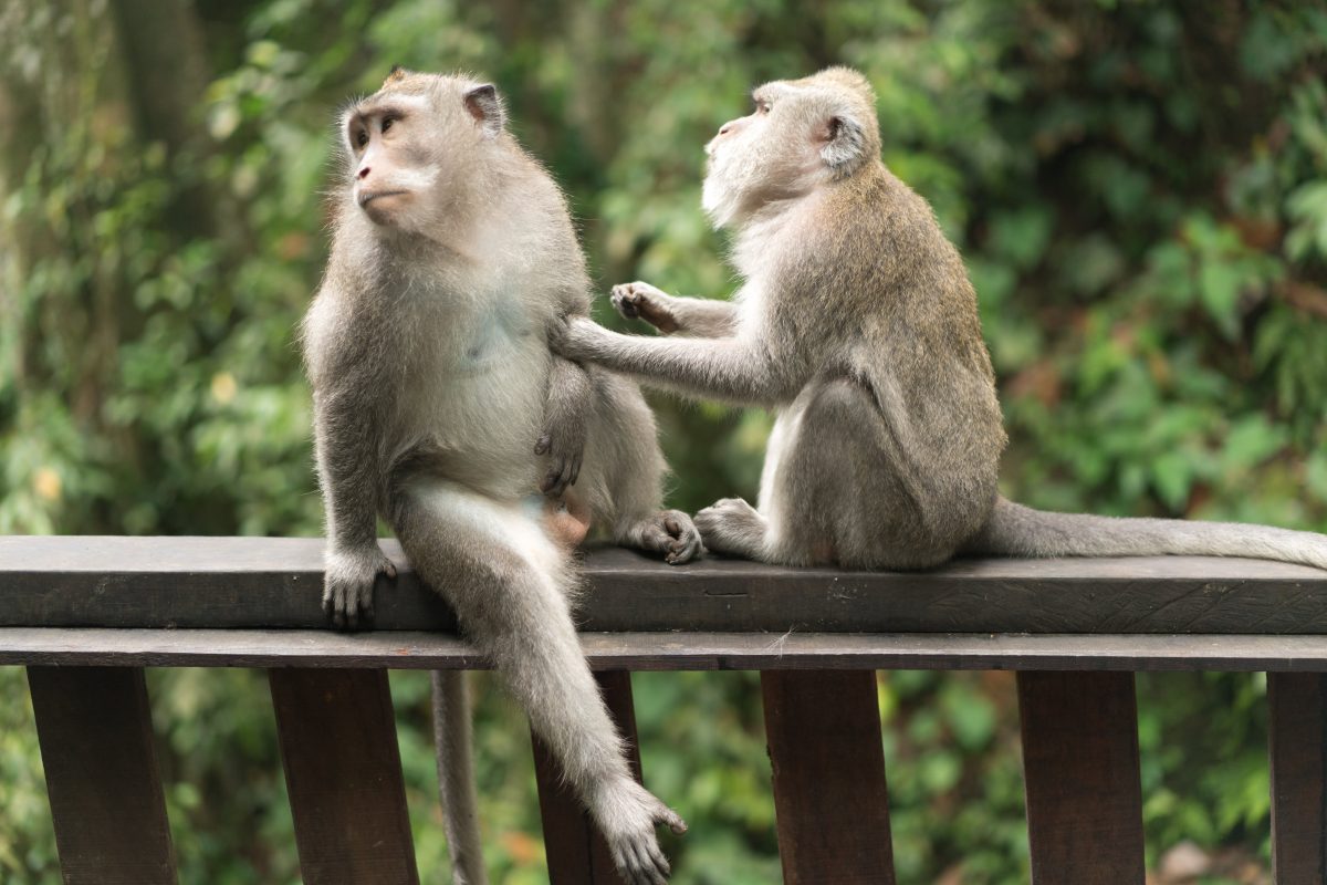 Macacos evoluem com o uso de pedras para se alimentar