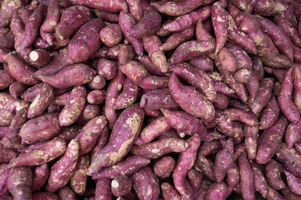 Produção de batata-doce é destaque em Santa Catarina