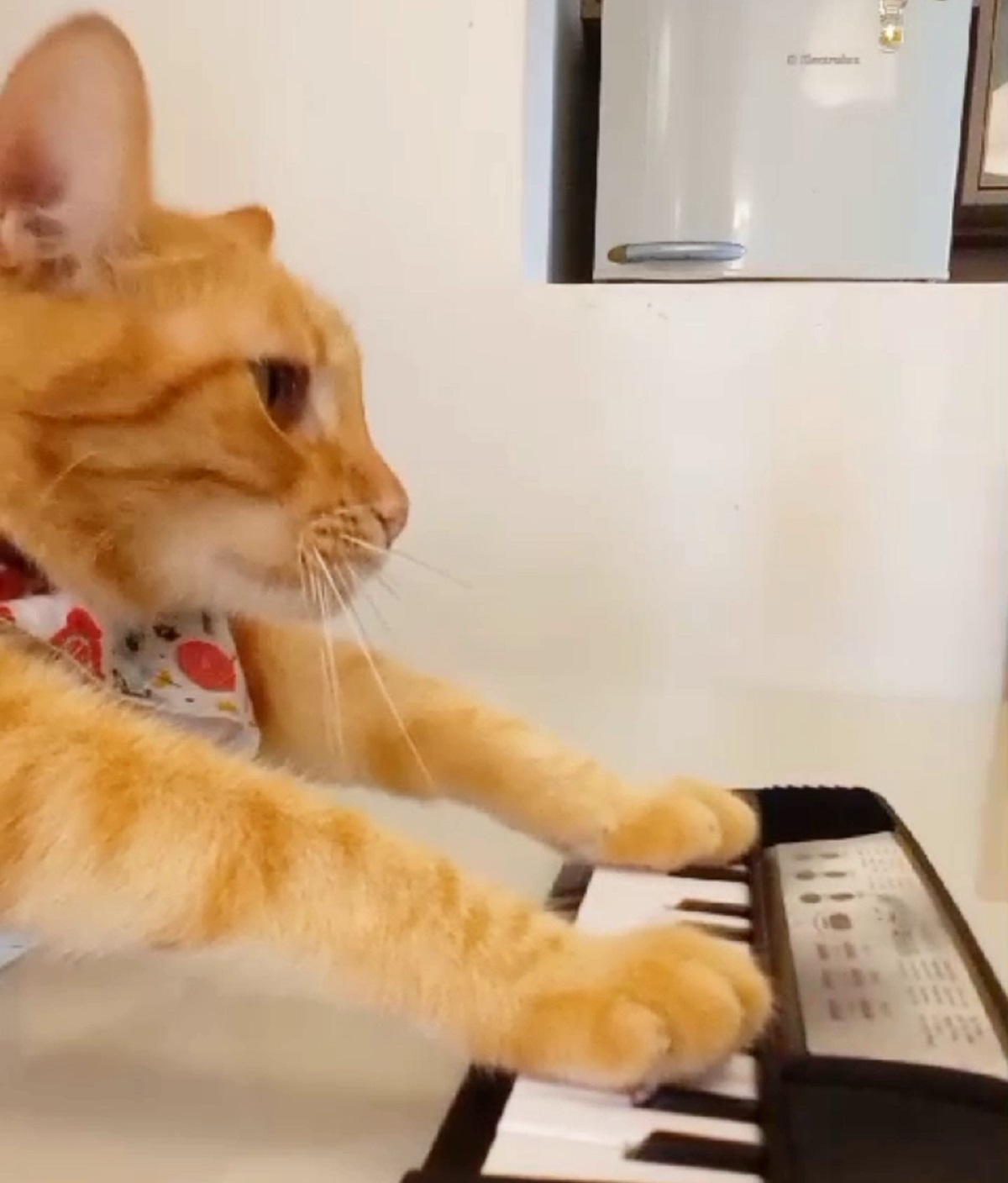 Gatos viralizam na internet ao tocar instrumentos e músicas