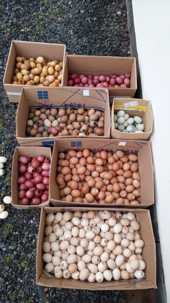 Osterbaum: qual o significado da árvore de Páscoa