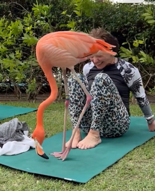 Flamingo viraliza com técnica de yoga