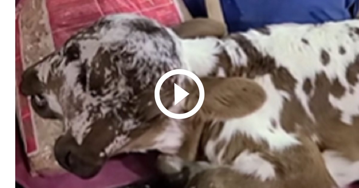 VÍDEO: Bezerro nasce com duas cabeças e quatro olhos