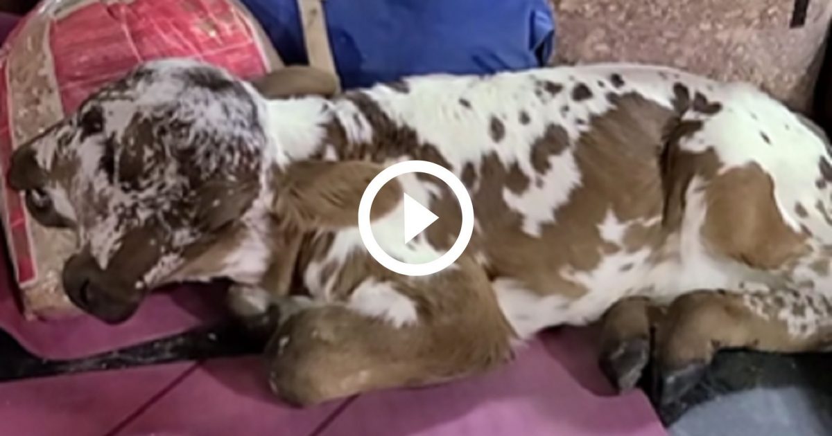 VÍDEO: Bezerro nasce com duas cabeças e quatro olhos
